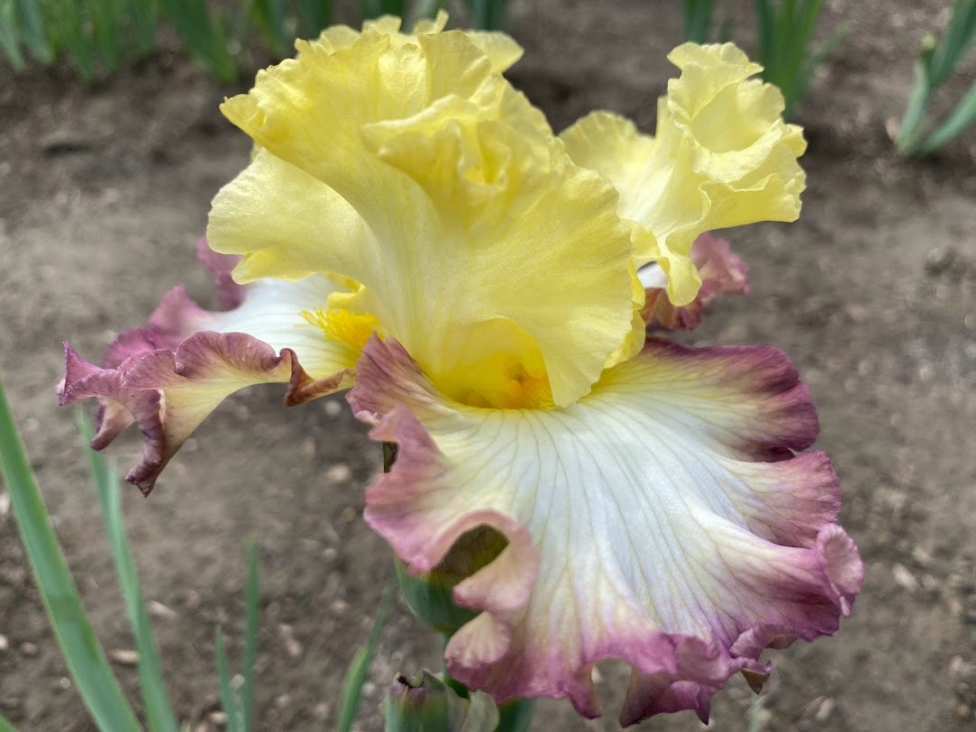 Roseberry Ridge | Tina and Daughters Iris Garden