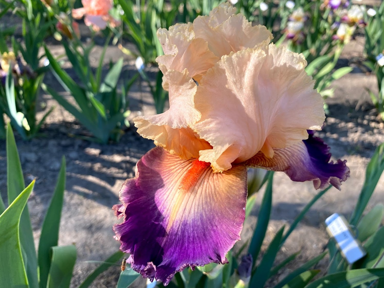 By Popular Demand | Tina and Daughters Iris Garden