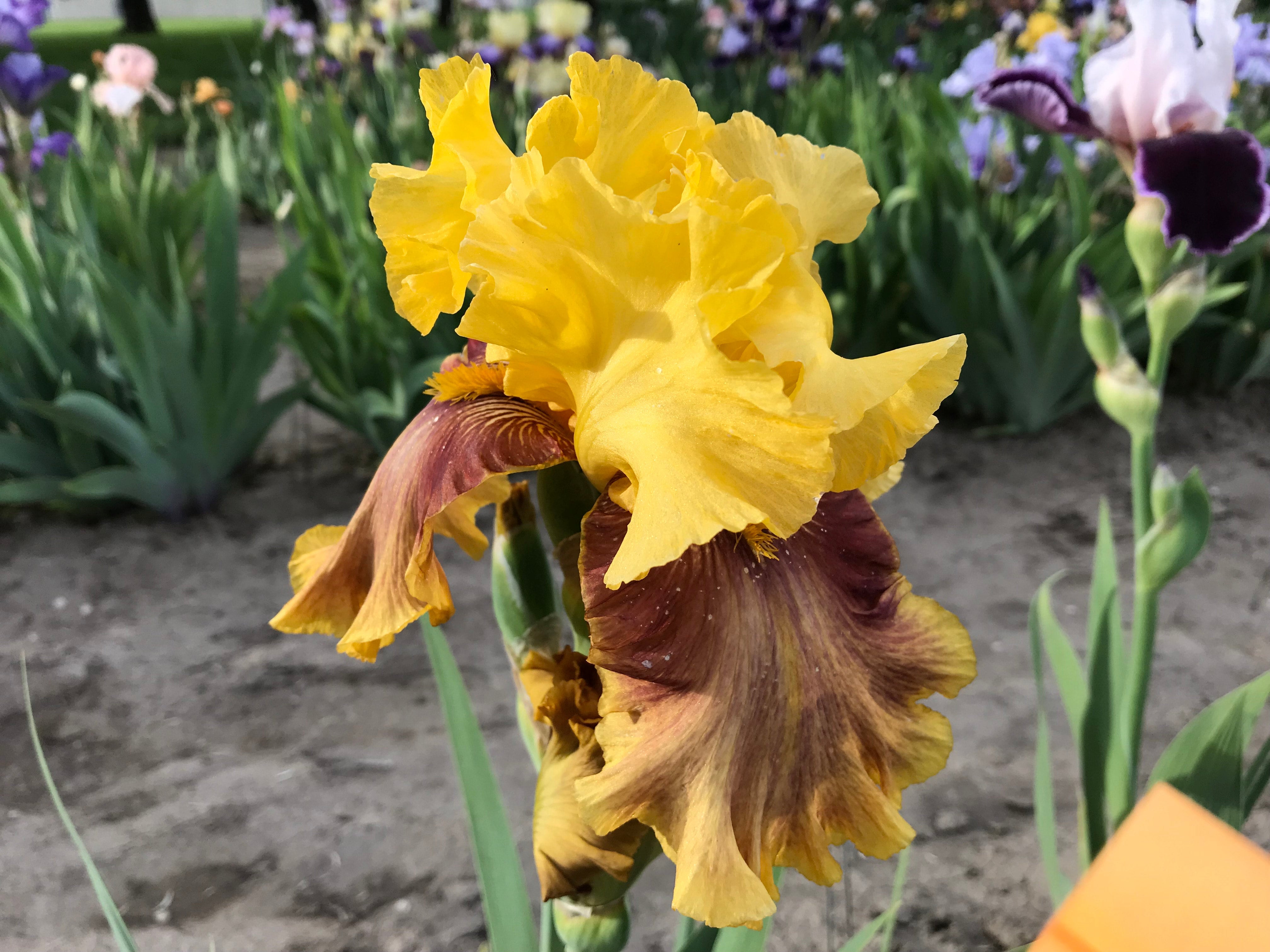 Solar Drama | Tina and Daughters Iris Garden
