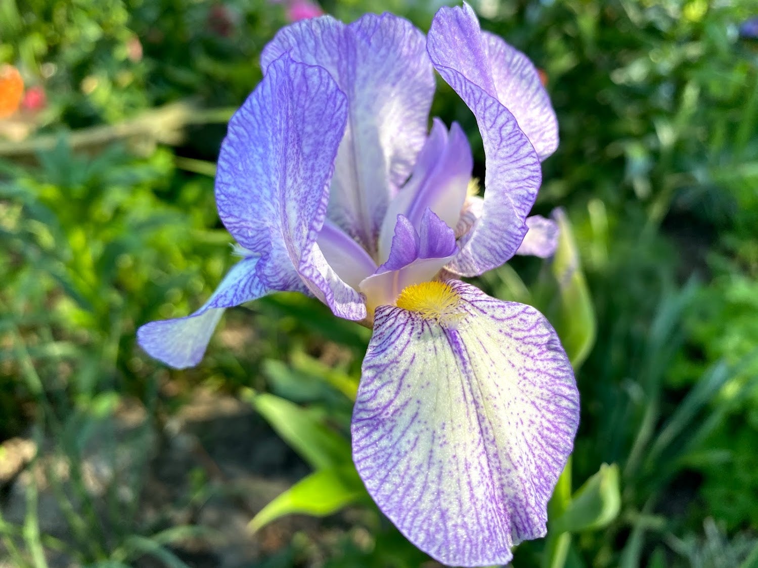 Petite Monet | Tina and Daughters Iris Garden