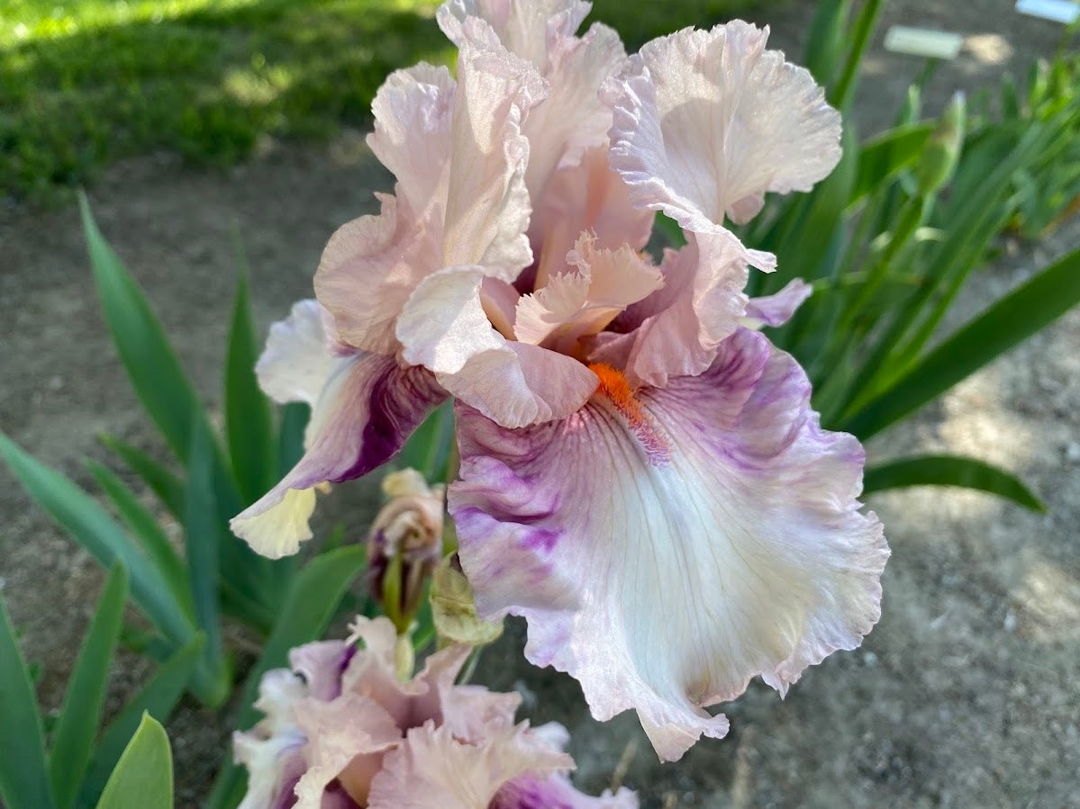 Spun Candy | Tina and Daughters Iris Garden